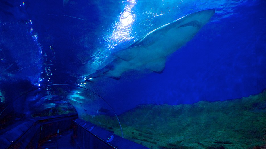 Aquarium of Western Australia in Hillarys, Western Australia | Expedia