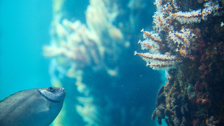 Busselton Jetty Underwater Observatory in Busselton, Western Australia ...