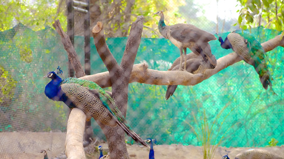 Nehru Zoological Park in Hyderabad, Telangana | Expedia