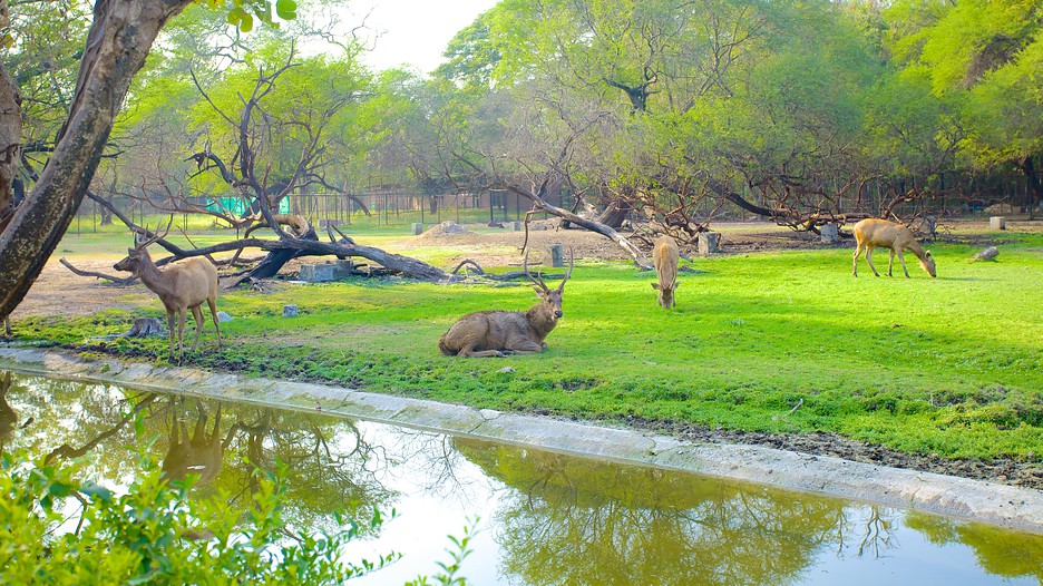 Nehru Zoological Park in Hyderabad, Telangana | Expedia