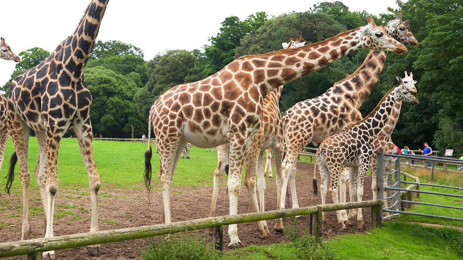 Fota Wildlife Park - Fota, Attraction | Expedia.com.au