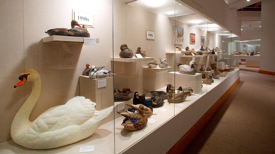 Ward Museum of Wildfowl Art in Salisbury, Maryland | Expedia.ca