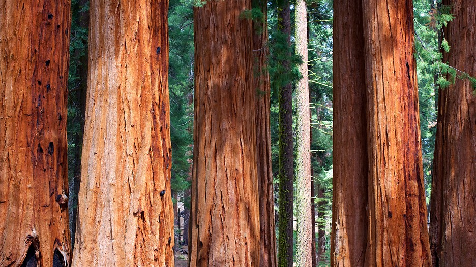 Vacances à Sequoia National Park - Réservez votre séjour sur Expedia.fr