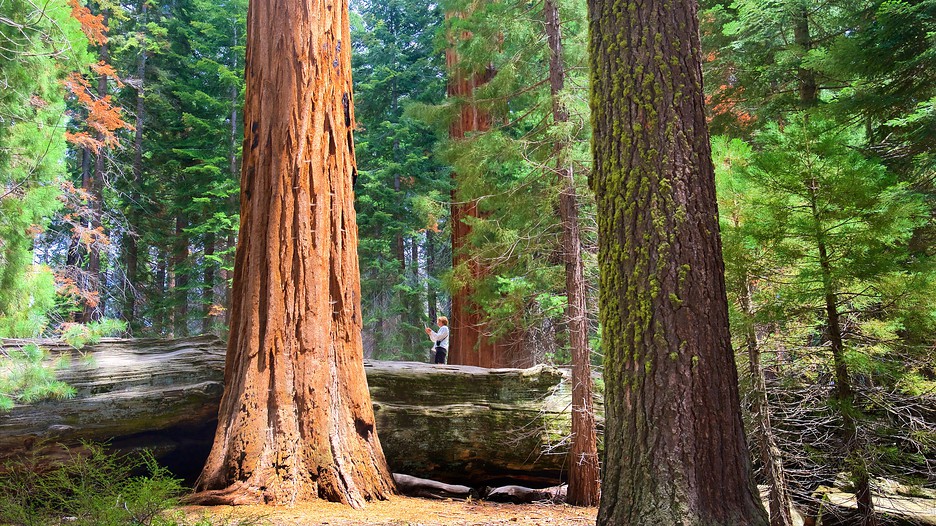 Vacances à Sequoia National Park - Réservez votre séjour sur Expedia.fr