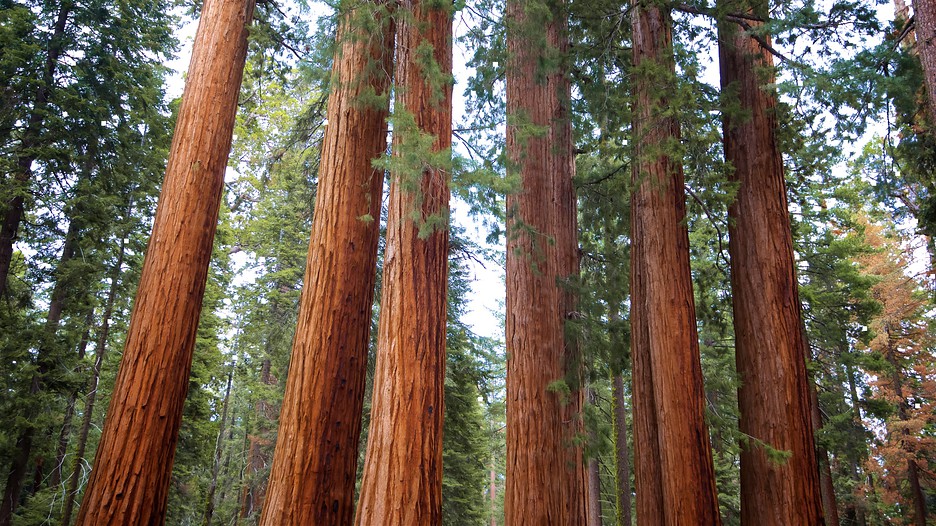 Vacances à Sequoia National Park - Réservez votre séjour sur Expedia.fr