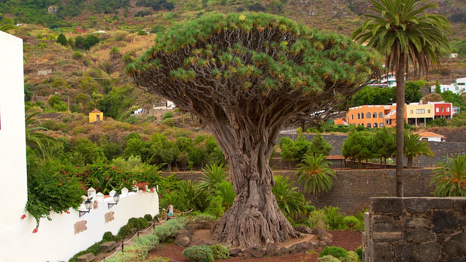 Ancient Dragon Tree in Icod de los Vinos, | Expedia