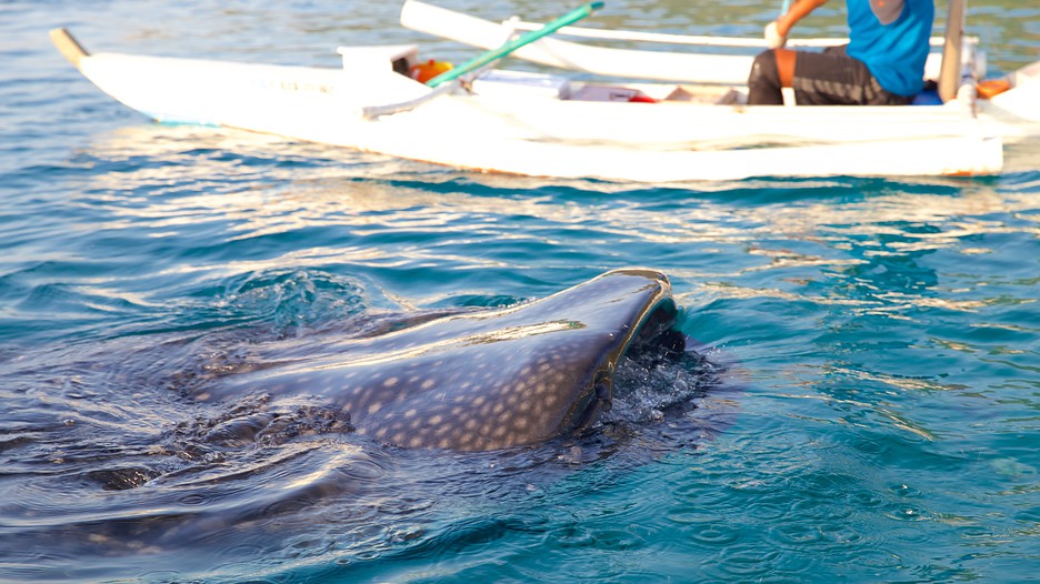 Oslob Holidays - Book Cheap Holidays to Oslob and Oslob City Breaks