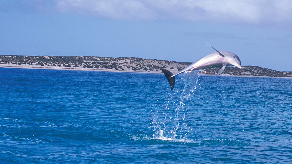 Shark Bay Holidays: Cheap Shark Bay Holiday Packages & Deals | Expedia ...