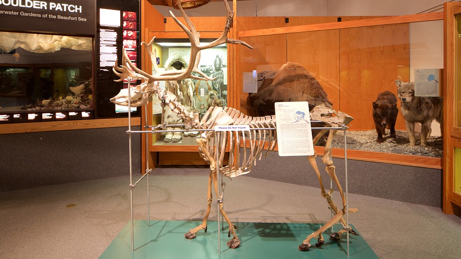 University of Alaska Museum of the North in Fairbanks, Alaska | Expedia