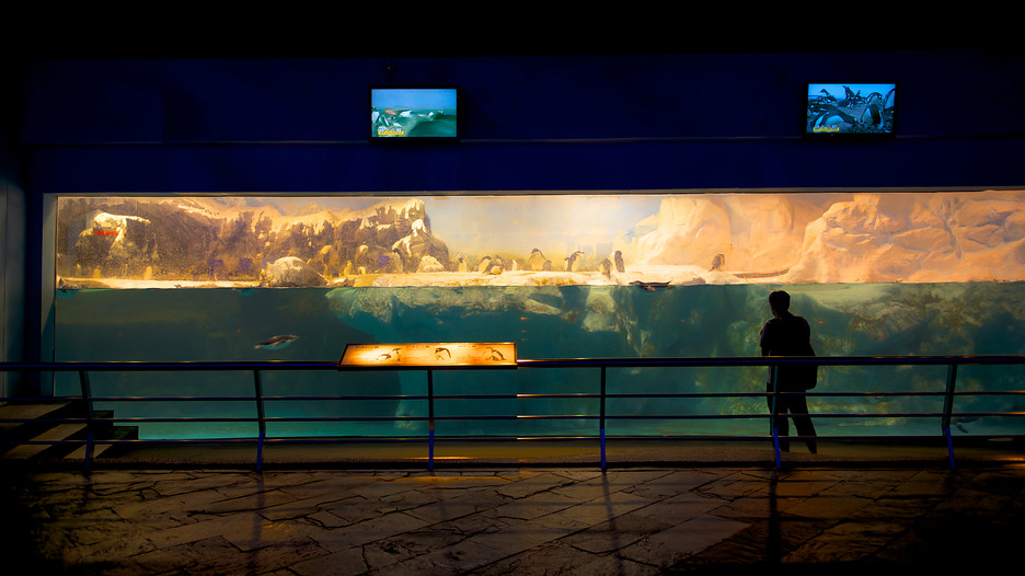 National Museum of Marine Biology and Aquarium in Checheng, | Expedia