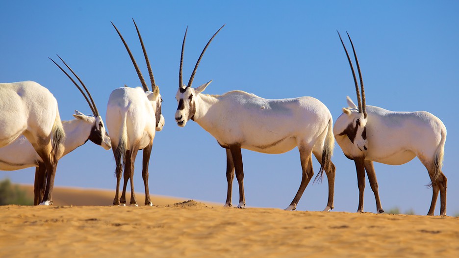 The Best Dubai Desert Vacation Packages 2017: Save Up to $C590 on our ...