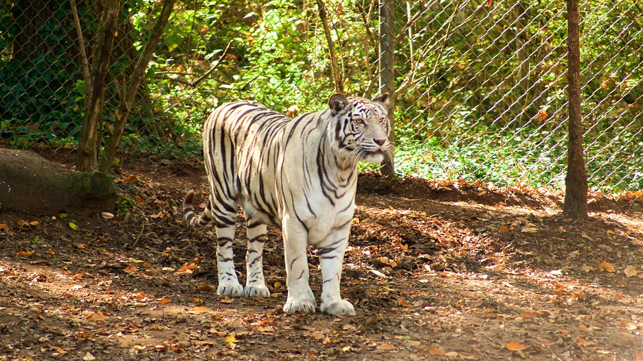 Nashville Zoo in Nashville, Tennessee | Expedia