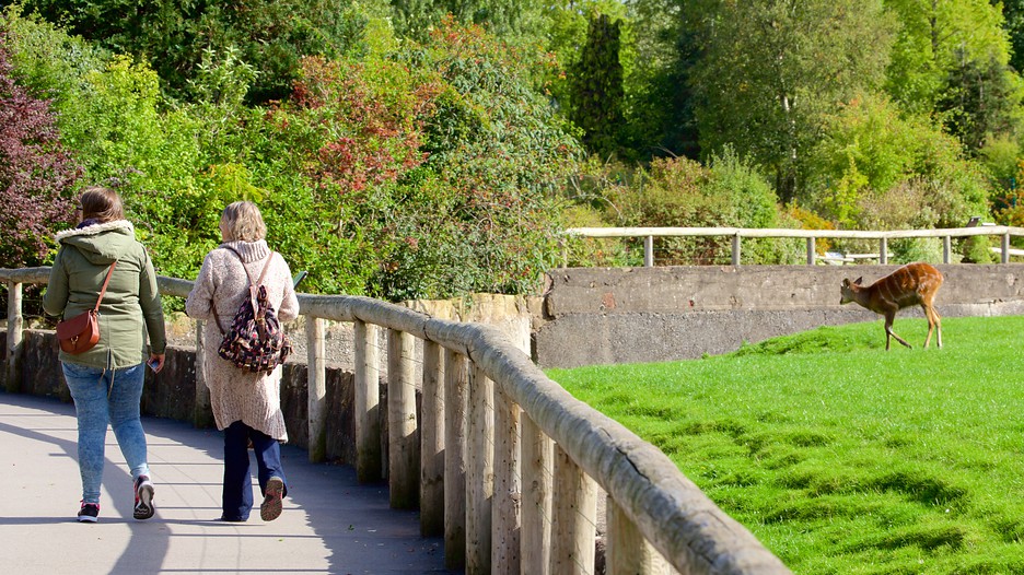 Chester Zoo in Chester, England | Expedia