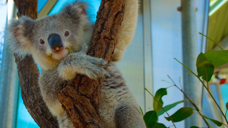Taronga Zoo in Mosman, New South Wales | Expedia
