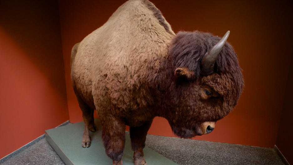 Buffalo Museum of Science in Buffalo, New York | Expedia