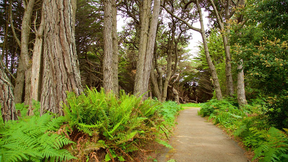 Mendocino Coast Botanical Gardens in Fort Bragg, California | Expedia