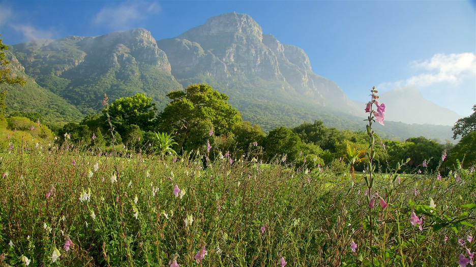 Kirstenbosch National Botanical Gardens in Cape Town, | Expedia