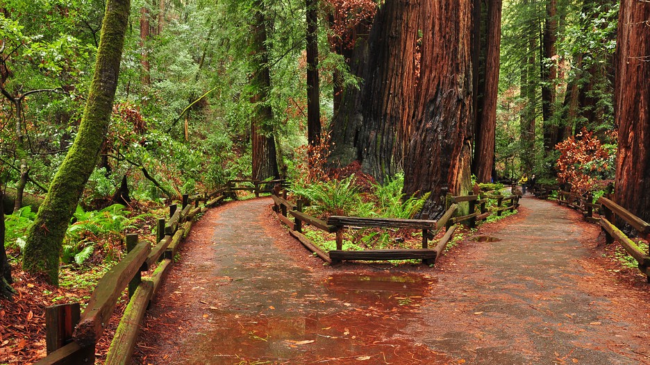 Muir Woods in San Rafael, California | Expedia
