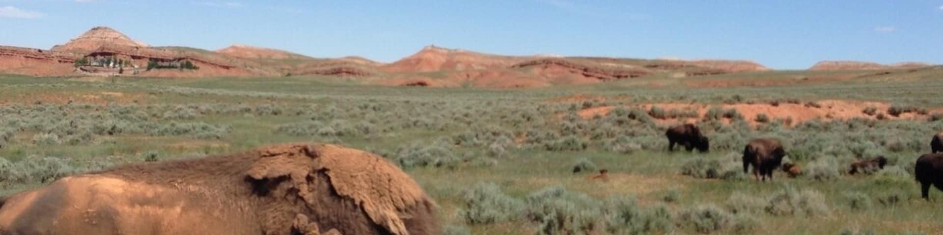 There's a small herd of buffalo in a fenced area you can drive thru.