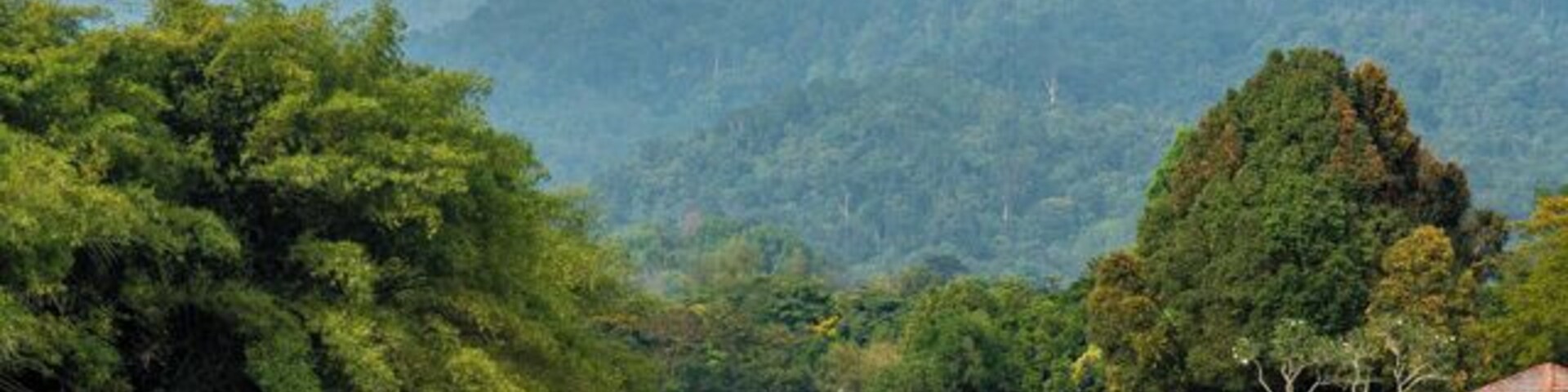 Establish in 1880, on the site of a previous tin mine, Taiping Lake Garden is the oldest public garden in Malaya. With an area of 64 hectares, its flowers, trees and grasses are complimented by ten lakes and ponds.