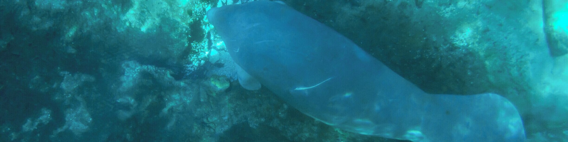 If you visit Silver Springs State Park in Ocala, FL, make sure you go on one of the famous glass bottom boat tours. We took one and were lucky enough to have our boat pass right over two friendly manatees. #florida #silversprings #manatee