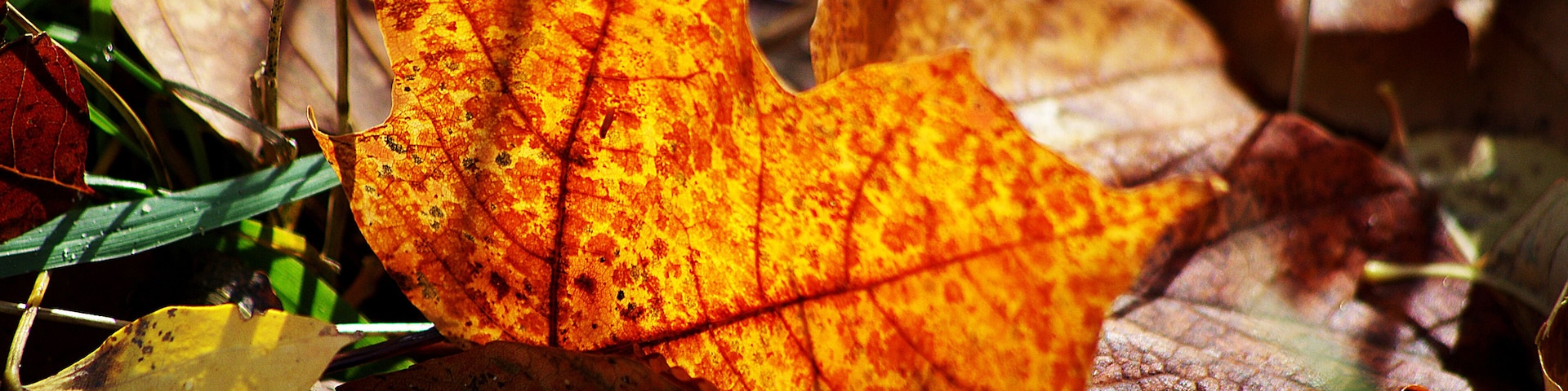 Um close-up de uma folha amarela de outono com gotas de água, cercada por outras folhas caídas.