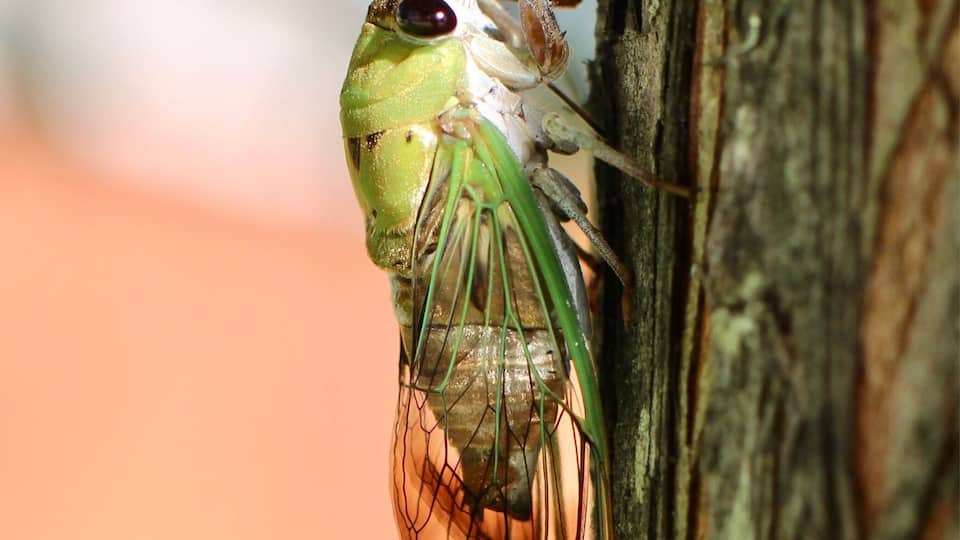 Bug on my tree at the house.
