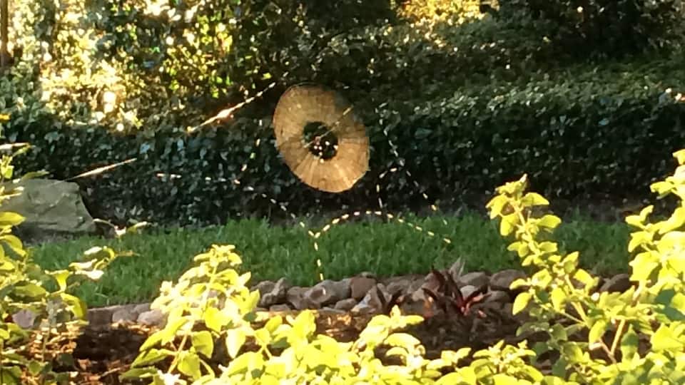 Pleasures are fleeting. If you don't stop to enjoy them now, you will lose them forever.