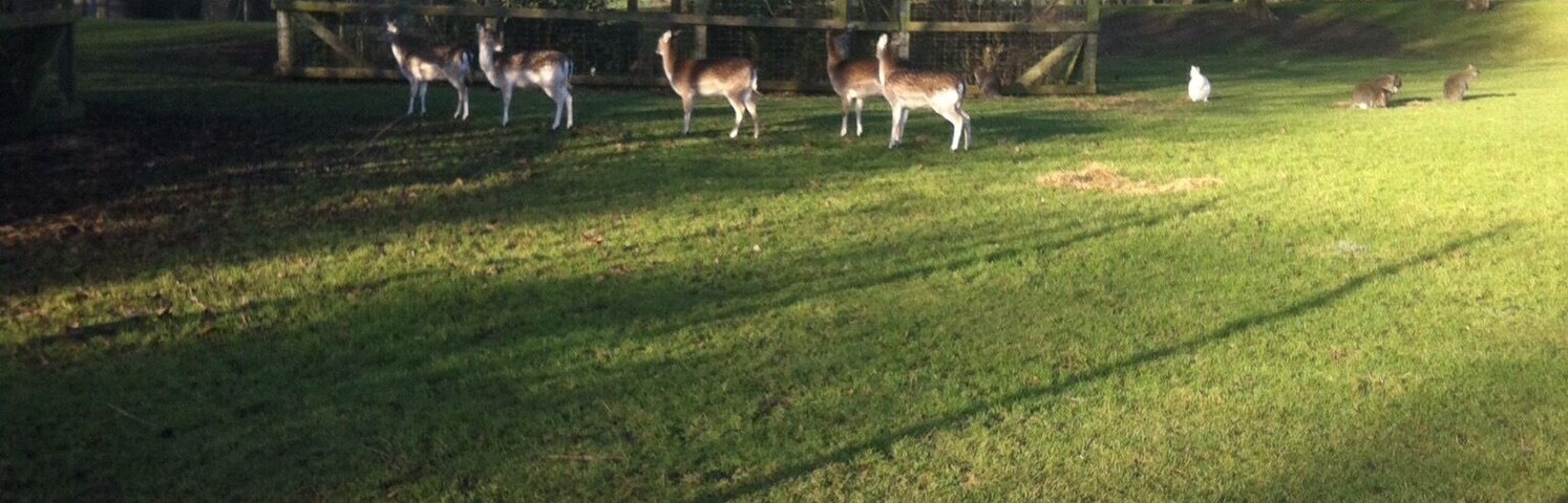One of my favourite parks in Hull. Lots to see and do including a walk through aviary.