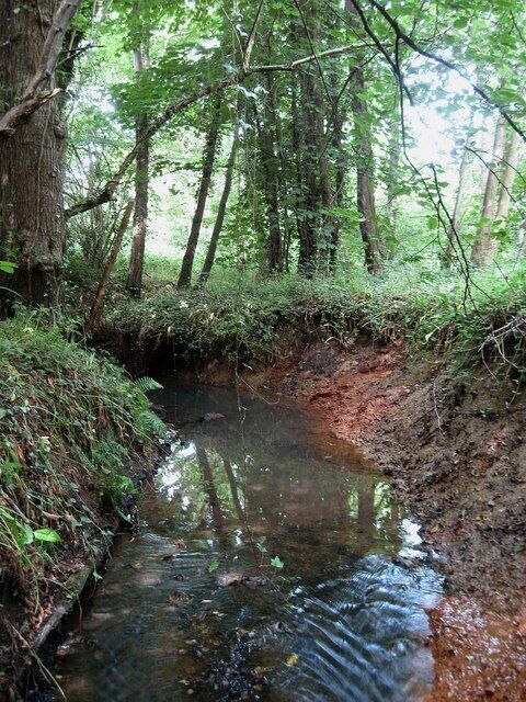 Um riacho em meio à floresta, cercado por árvores e vegetação rasteira.