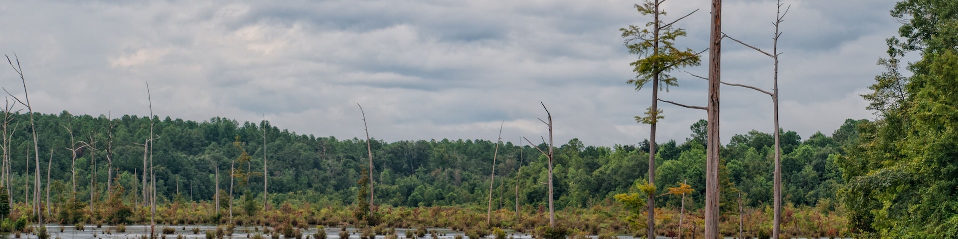 Uma floresta inundada com inúmeras árvores mortas e vegetação encharcada.