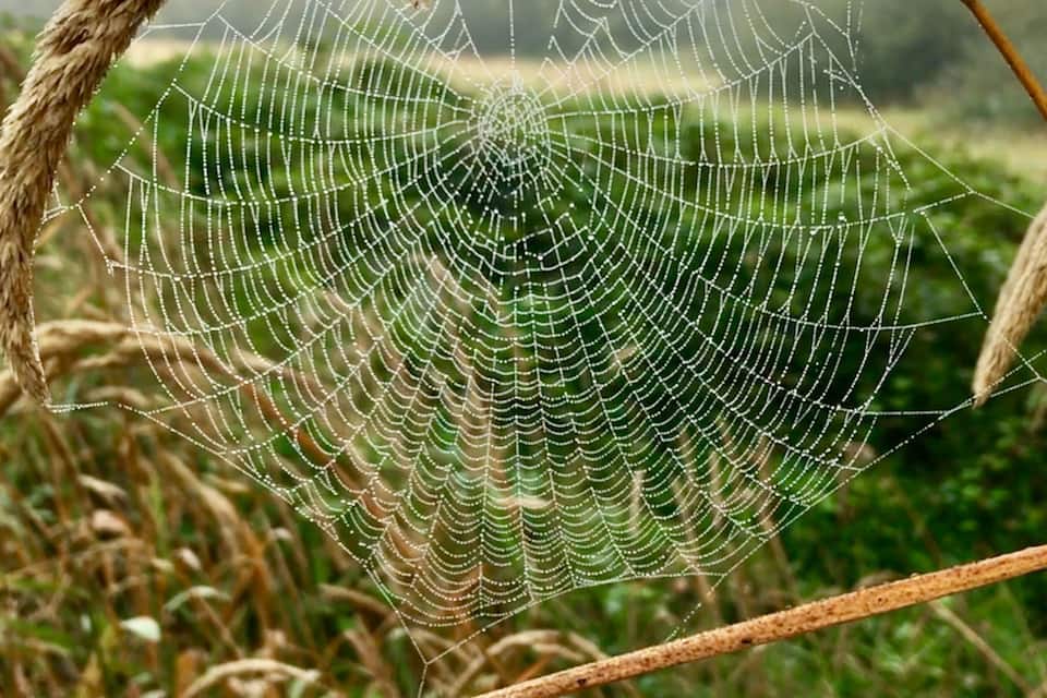 Teia de aranha em um campo de trigo.