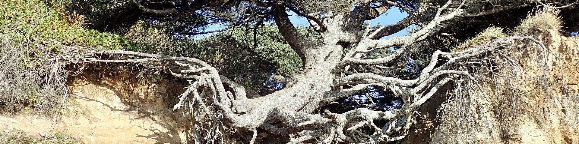 This is a must see. Near a beautiful campground if you don’t have a big rig and can do without hookups. Unfortunately, I have heard that this beautiful tree is showing signs of collapsing. You can still go into the tree root cave though...