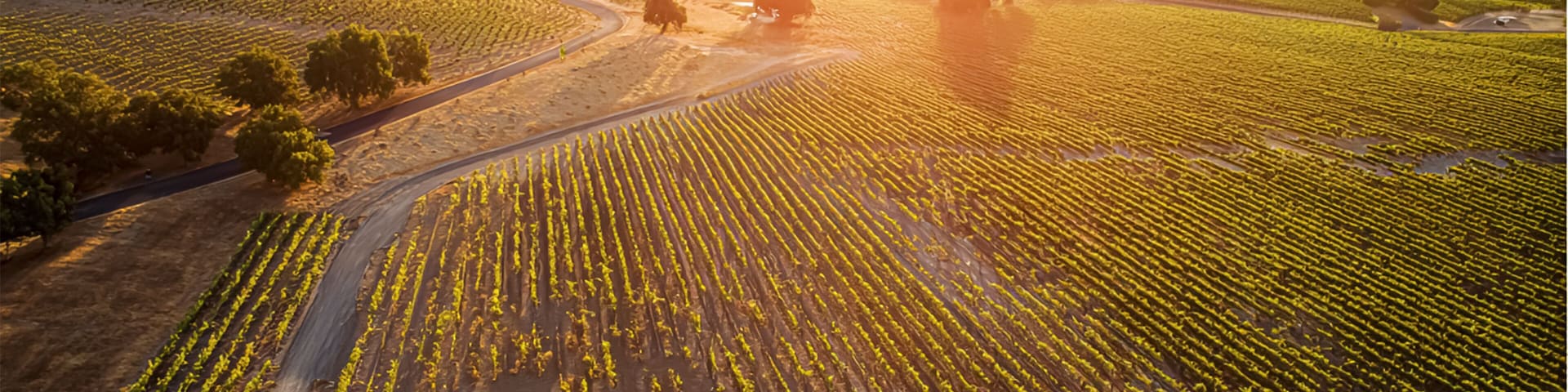 Um vinhedo com fileiras de videiras, uma estrada sinuosa e um pôr do sol ao fundo.