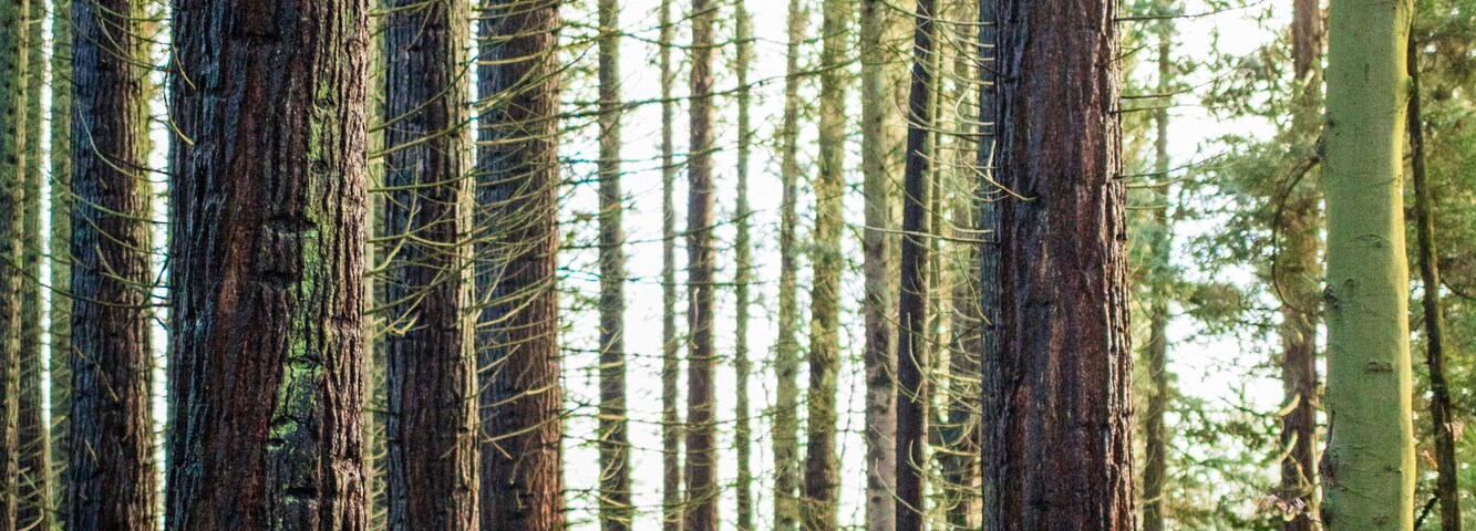 Uma família caminhando por uma floresta com árvores altas e céu claro.