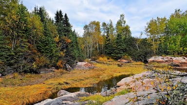 Paisagem arborizada com um pequeno lago rodeado por pedras e árvores.