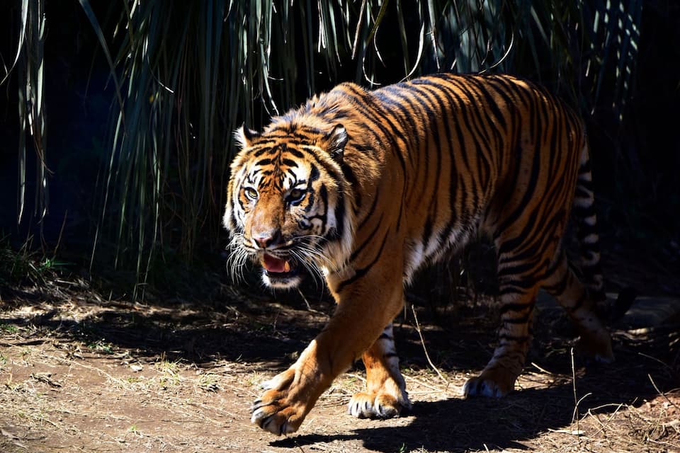 Um tigre caminhando sobre um caminho de terra com grama alta ao fundo.