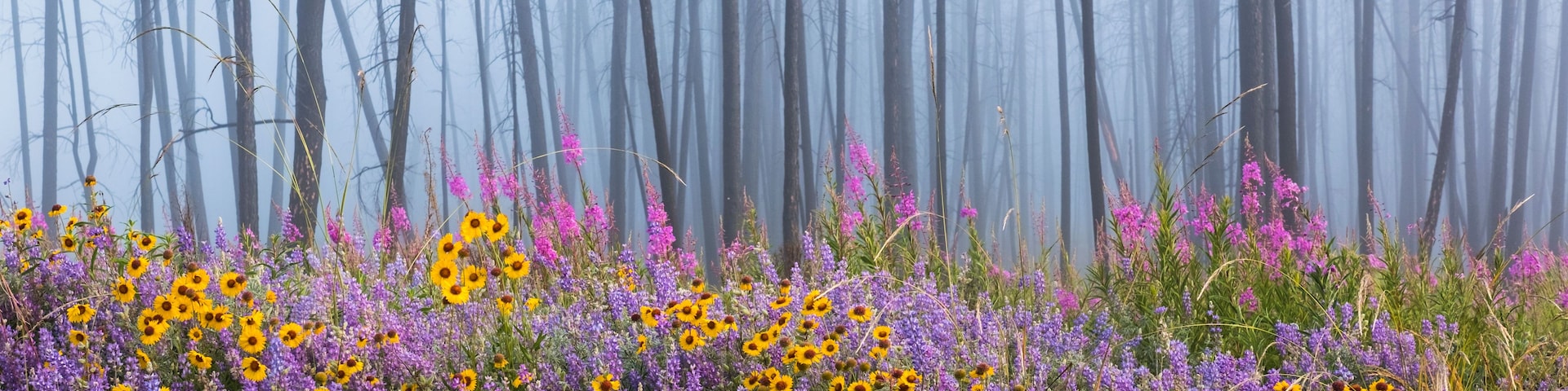 Uma floresta com árvores altas e um campo de flores silvestres roxas e amarelas.