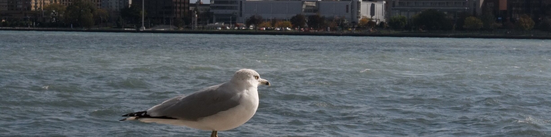Suspicious seagulls guard the border #UrbanJungle #detroit #skyline