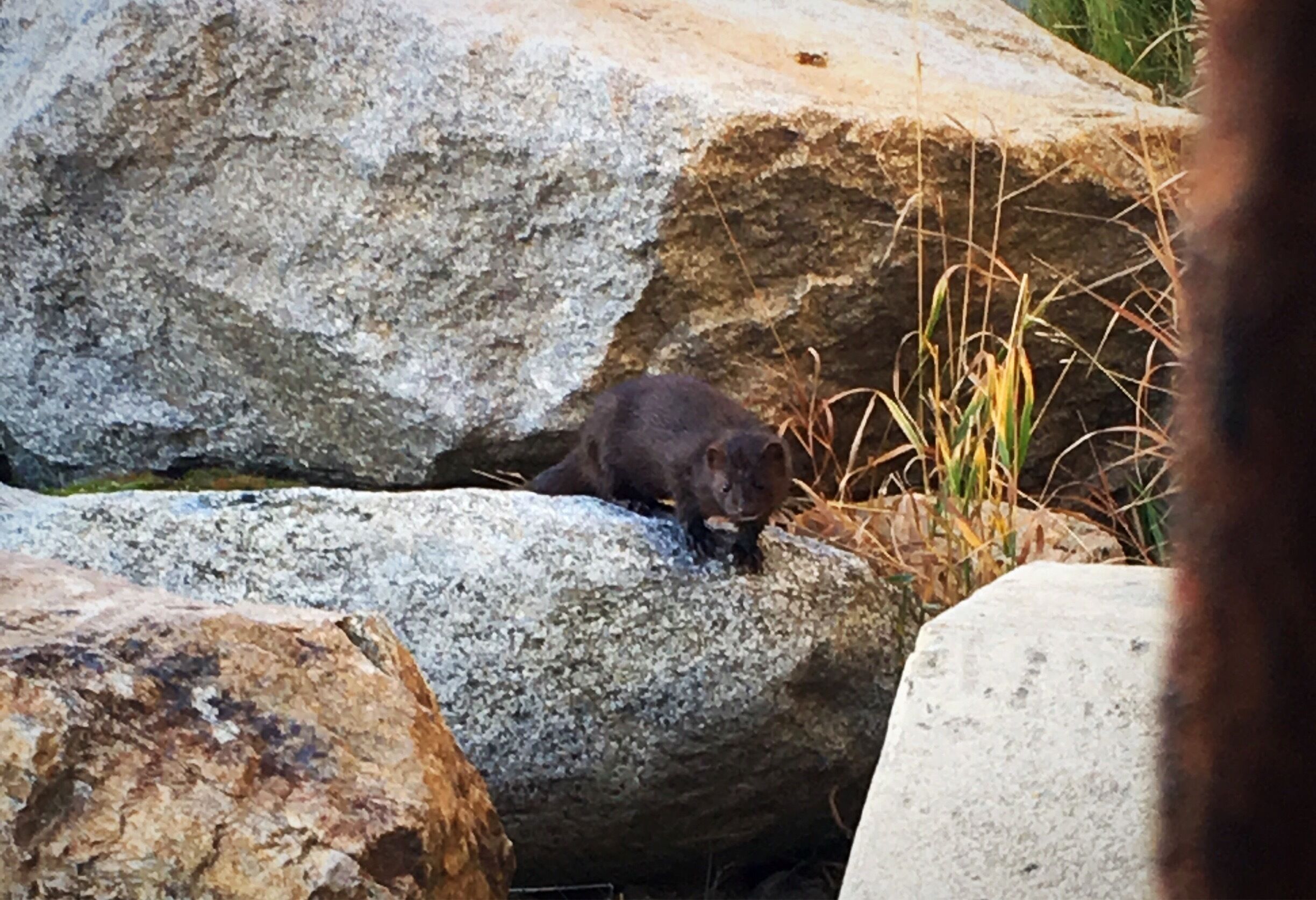 Not everyday I come across a mink
#wildlife