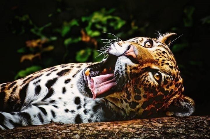 One of my best shots at the leopard enclosure :)