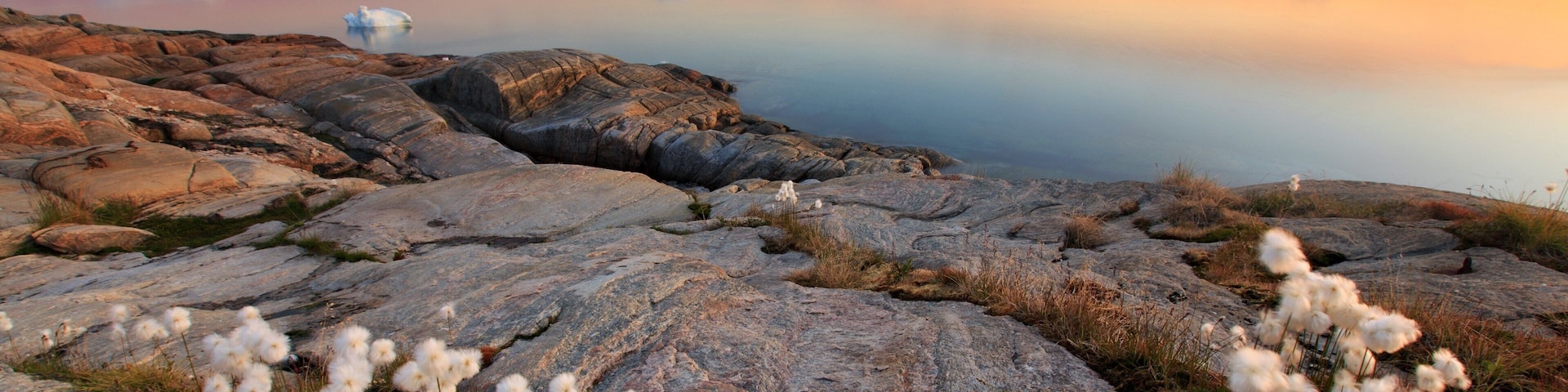 Groenlândia mostrando paisagem, flores e litoral acidentado