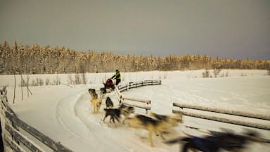 Paisagem nevada com uma pessoa montando um cavalo, cercada por um grupo de cães.