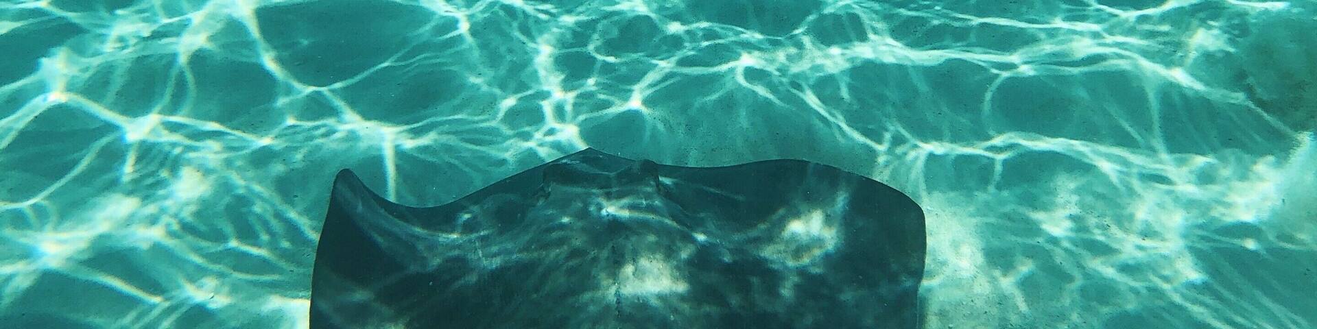 Beautiful stingrays in their natural habitat #stingray #stingraycity #grandcayman #Adventure #ocean #bluewater #island #marinelife #snorkeling