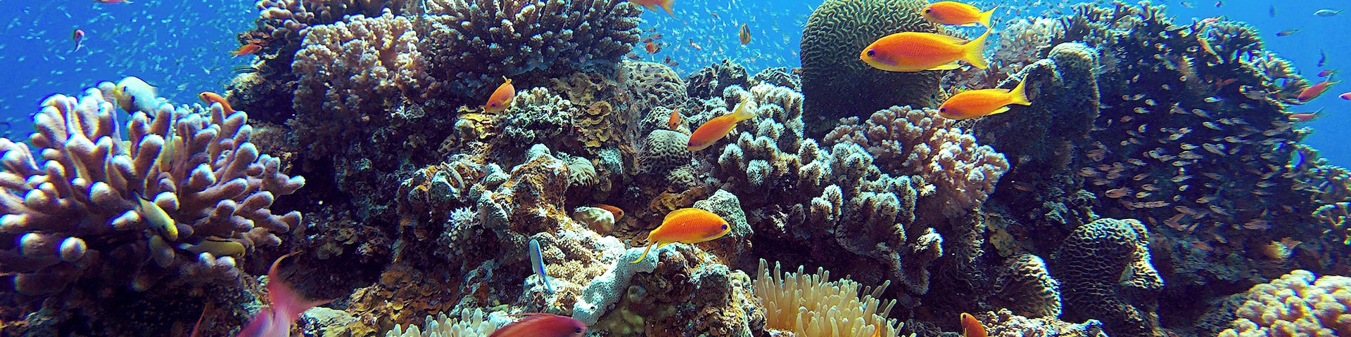 This Photograph I took was at about 25 feet beneath the calm water of the Red Sea. The coral reef structures in the Red Sea are protected by the Israeli government which made this diving experience magical. This is because the vibrant colors of the coral compliment the color of the fish and other living creatures in this location, and really gave me the appreciation for what a healthy ocean should look like. #Adventure