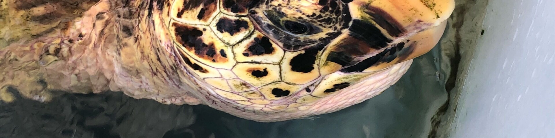 Lovely quaint turtle conservation project, if the owner is around his stories are incredible