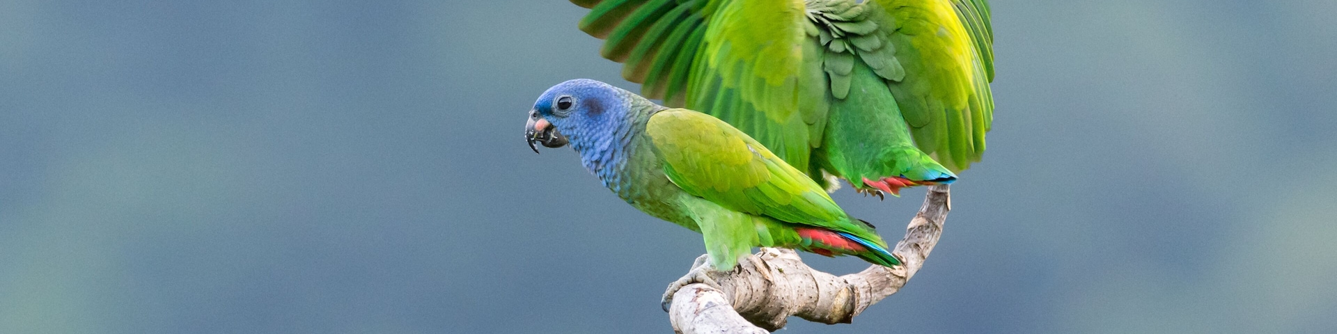 Um papagaio com penas verdes e azuis empoleirado em um galho.
