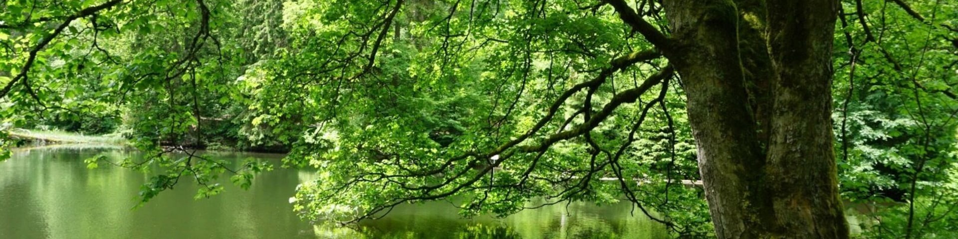 Knöpfelstaler Teich at the UNESCO biosphere reserve Thuringian forest.