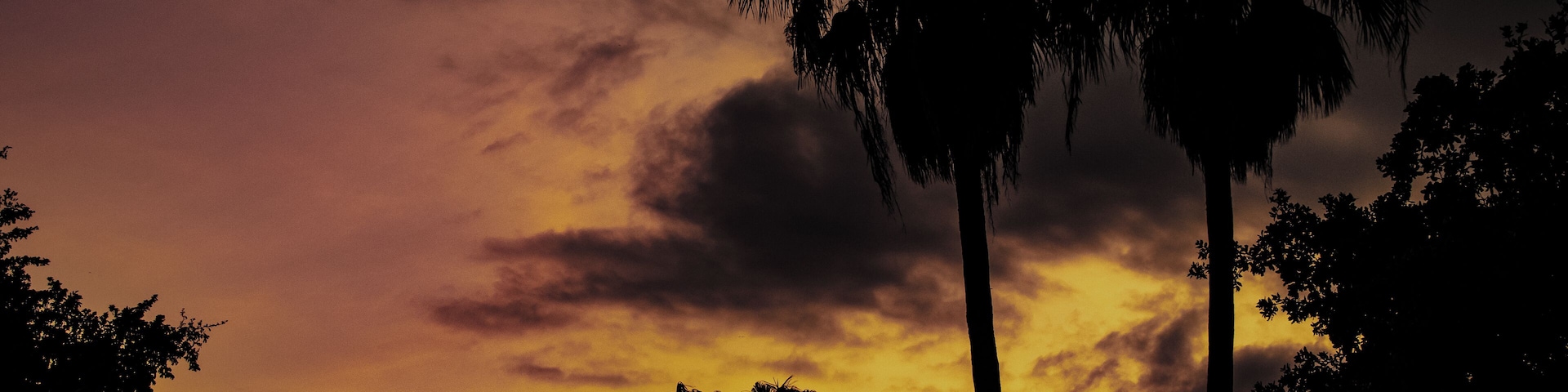 Valley palm trees and sunset.