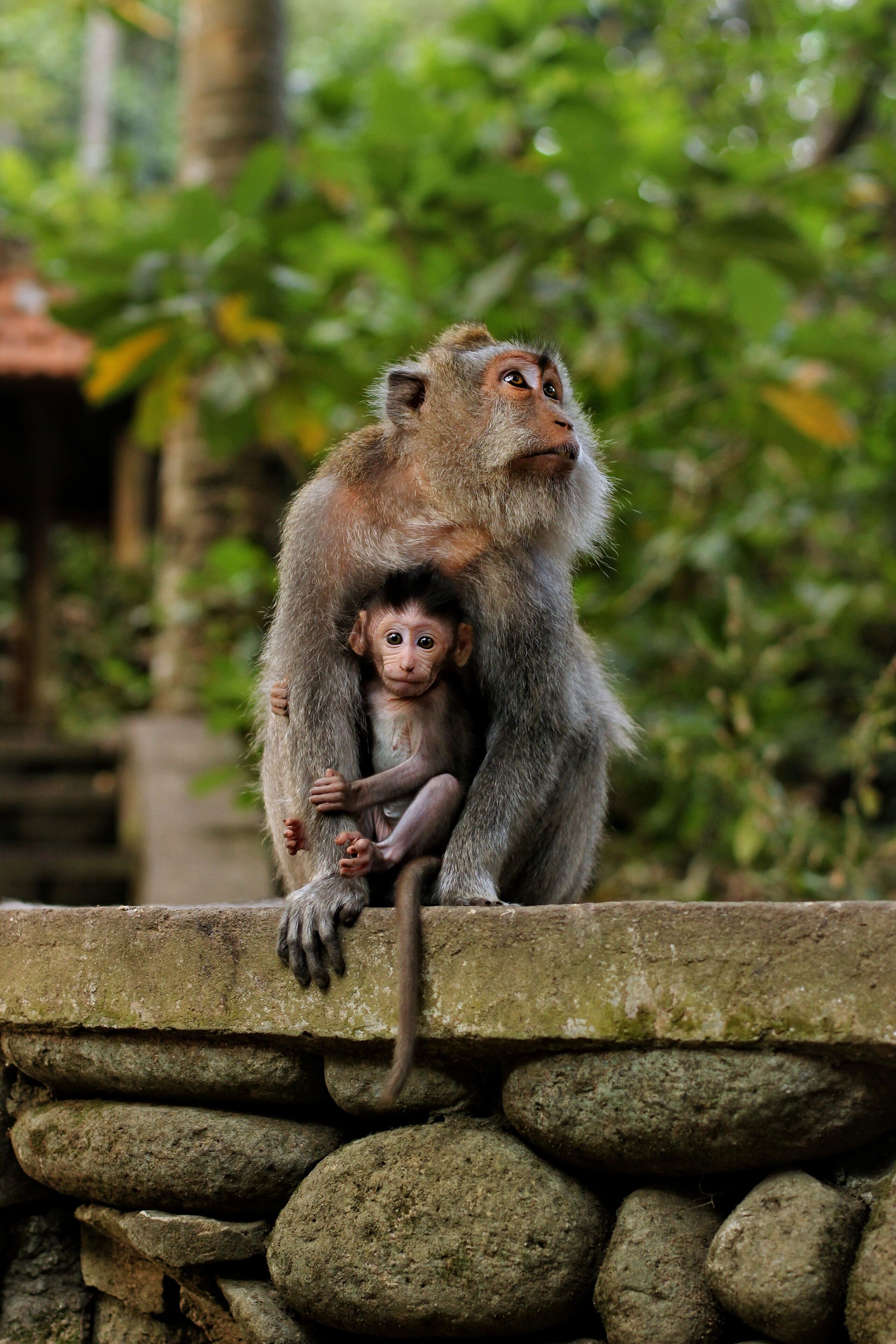 Um macaco sentado em um muro de pedra com um filhote se agarrando às suas costas.